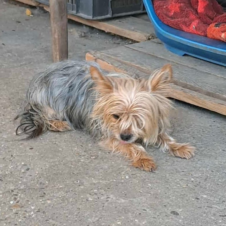 Gizmo – Herz für Ungarnhunde e.V.