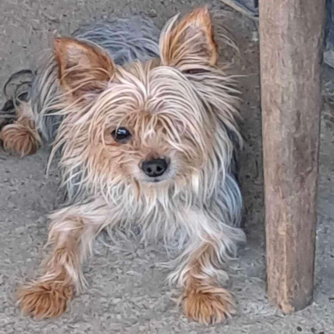 Gizmo – Herz für Ungarnhunde e.V.